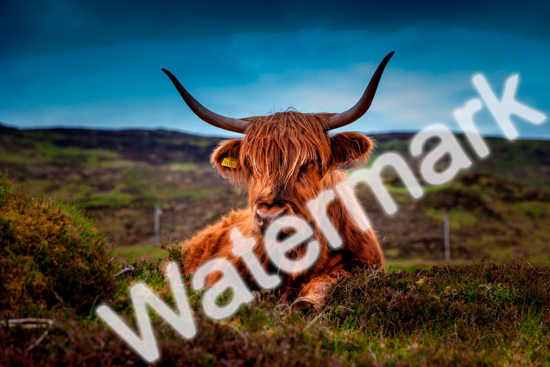 Ajoutez facilement des filigranes à vos photos par lots. Logiciel de ...