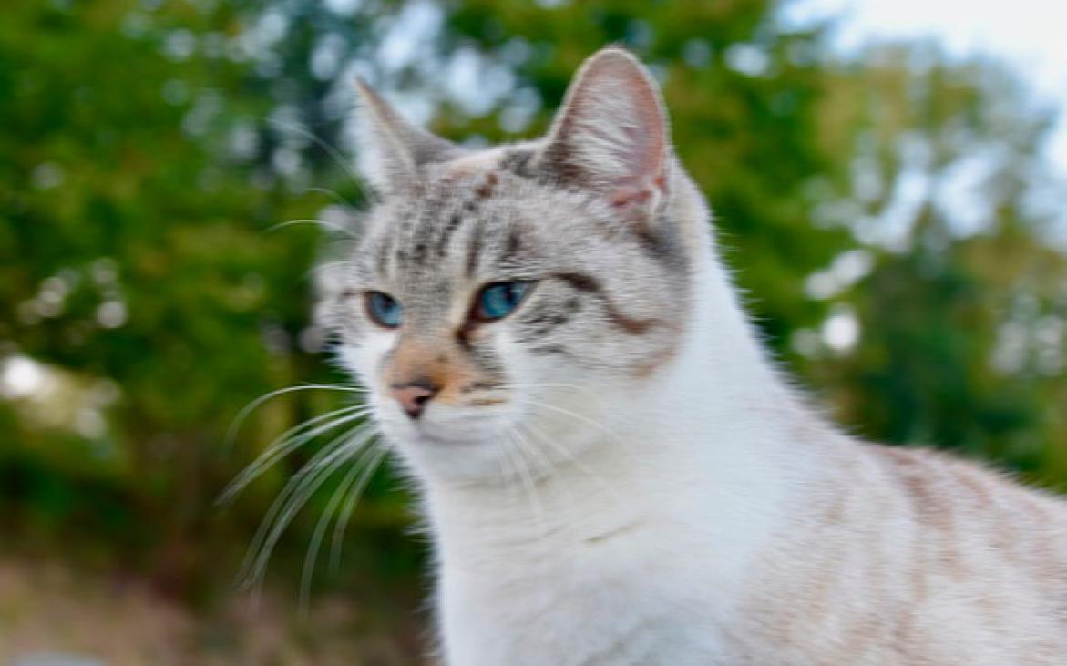 Comment déflouter une image - Réparez les images floues en un clic.